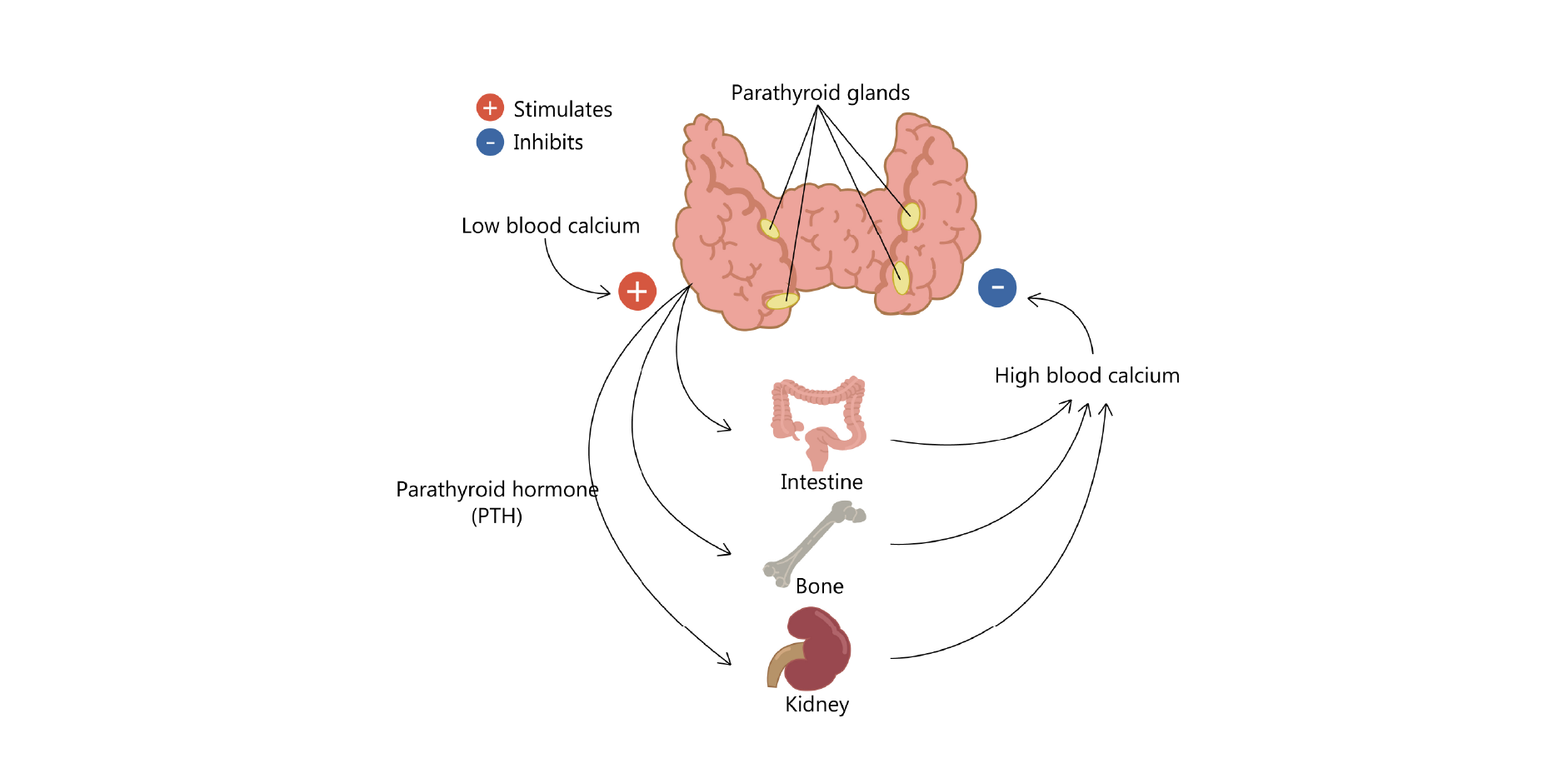 Hyperparathyroidism : Disease Background | MIMS Indonesia